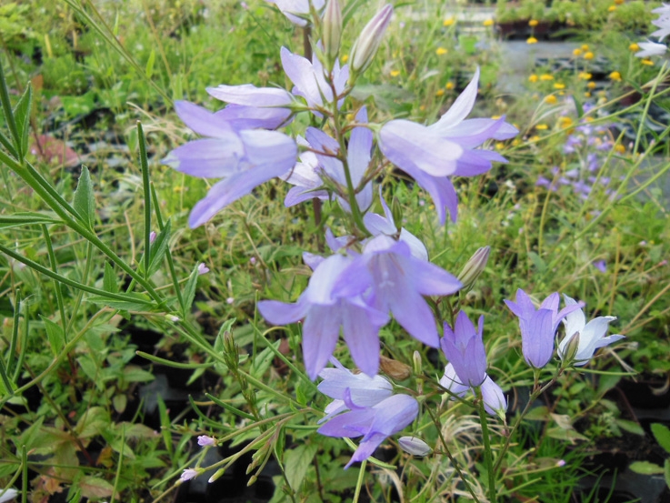 Raiponce en pot : plante potager - Aromatiques
